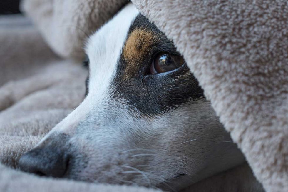 La reanimación cardiopulmonar en perros | EOC Barcelona