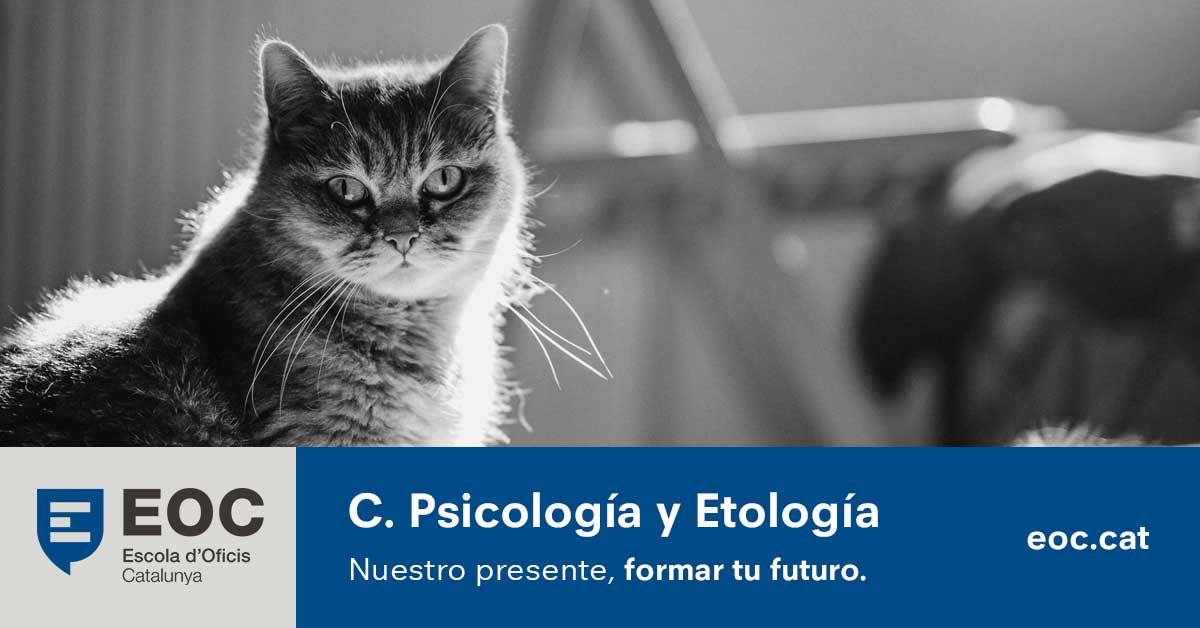 Curso de Psicología y Etología canina y felina | Veterinaria EOC