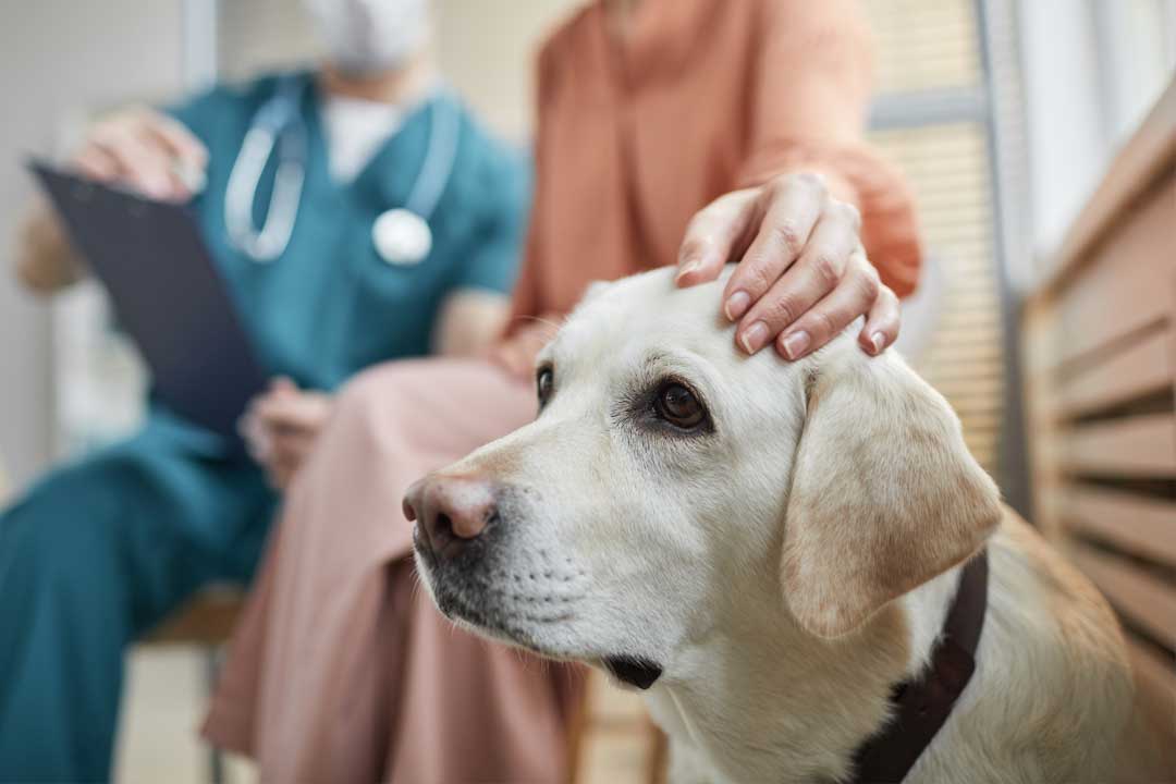 Las Convulsiones De Los Perros Causan Daño Cerebral