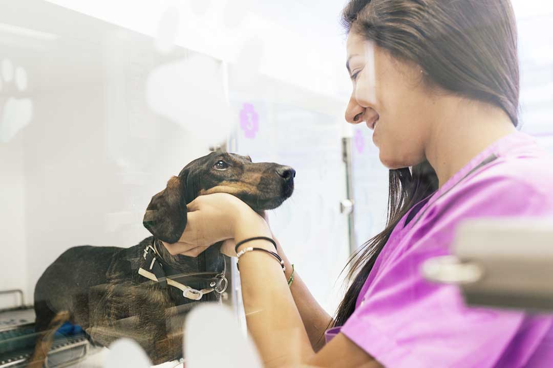 ¿Qué es un TAC veterinario o tomografía computarizada? | EOC