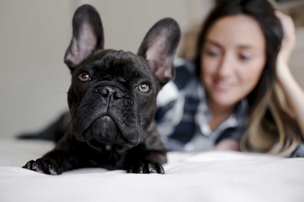 Las emociones de los perros, aprende a interpretarlas | EOC