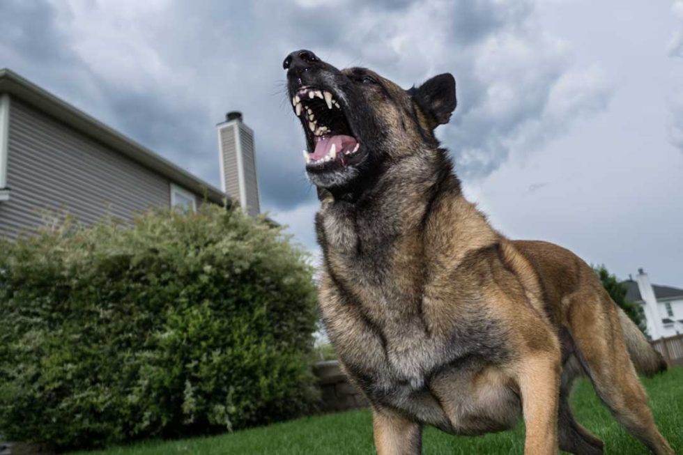 Las emociones de los perros, aprende a interpretarlas | EOC